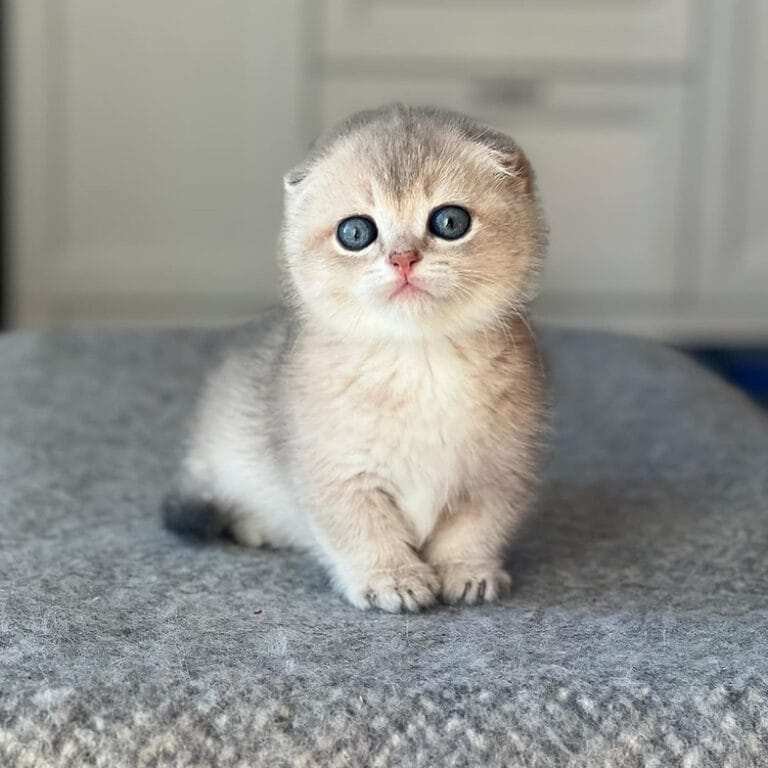 Scottish Fold Munchkin Kitten Breed: Info, Pictures, Temperament