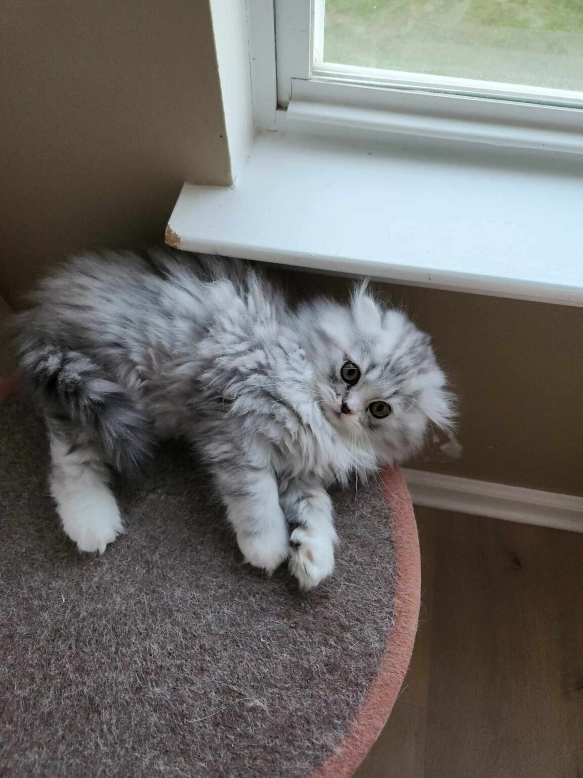 Scottish Fold Munchkin Kitten Breed: Info, Pictures, Temperament